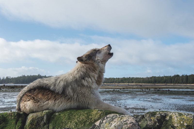 Always cry wolf - BC BooklookBC Booklook