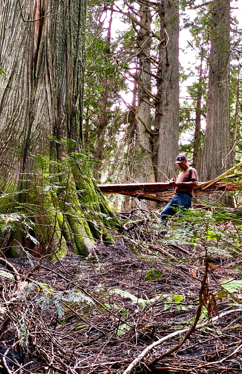 The big tree seeker - BC BooklookBC Booklook
