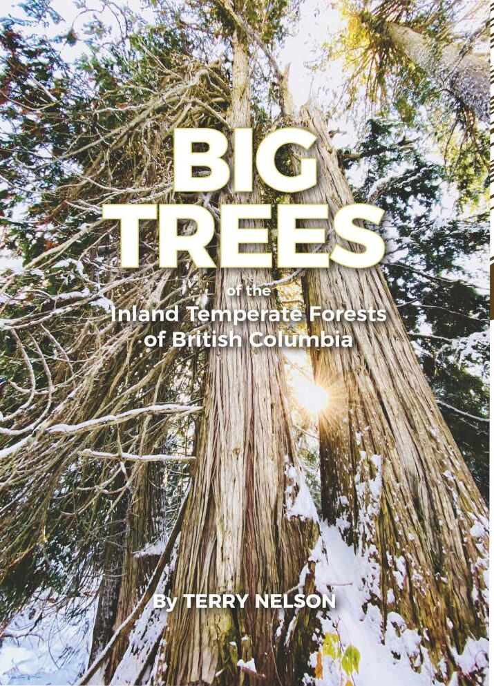 The big tree seeker - BC BooklookBC Booklook